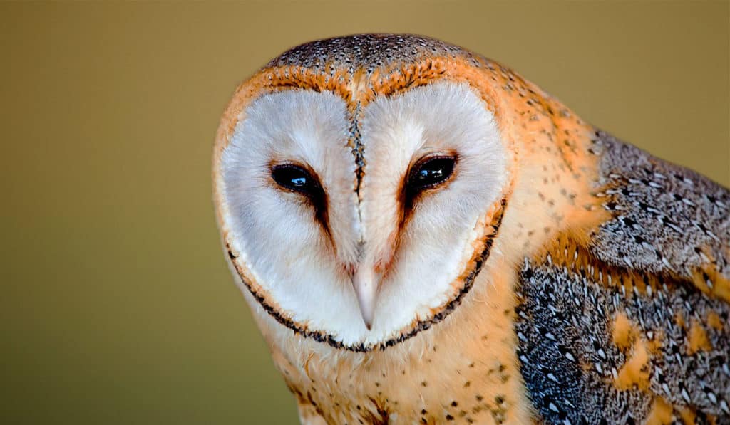 Unions In Nature - Dr Laurie Moore